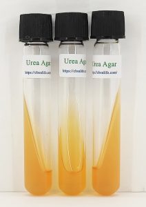 CBSAlife Urea Agar Slant Tube | CBSAlife